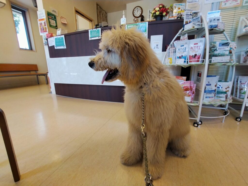 ほさか動物病院のカウンターが新しくなった！ » ボルゾイとバーニーズのおもちゃな家 | 大型犬ならではの情報